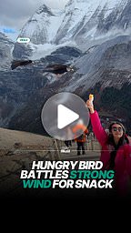 Hungry bird battles strong wind for snack