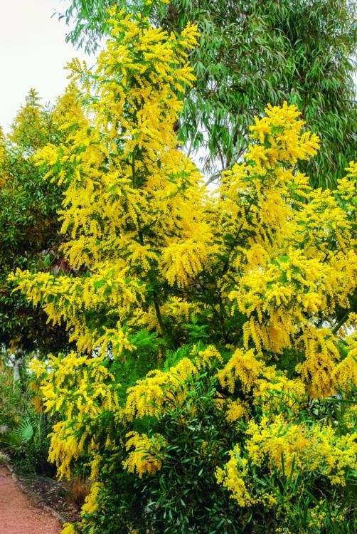 « Il y a un vrai engouement autour du mimosa » : connaissez-vous bien ...