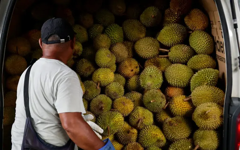 Raub MP repeats call for Malaysian Durian Board