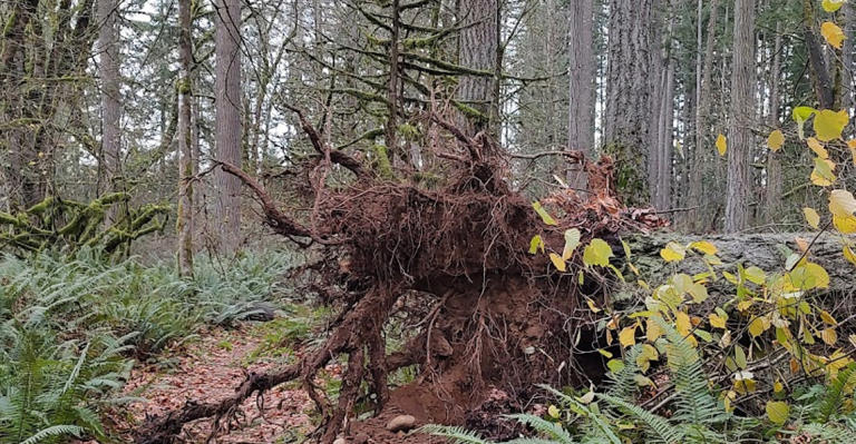 Bomb cyclone brings 70+ mph winds to California before Christmas ...