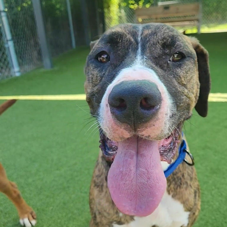 Meet Sprocket, a ton of personality packed into a little, fluffy frame