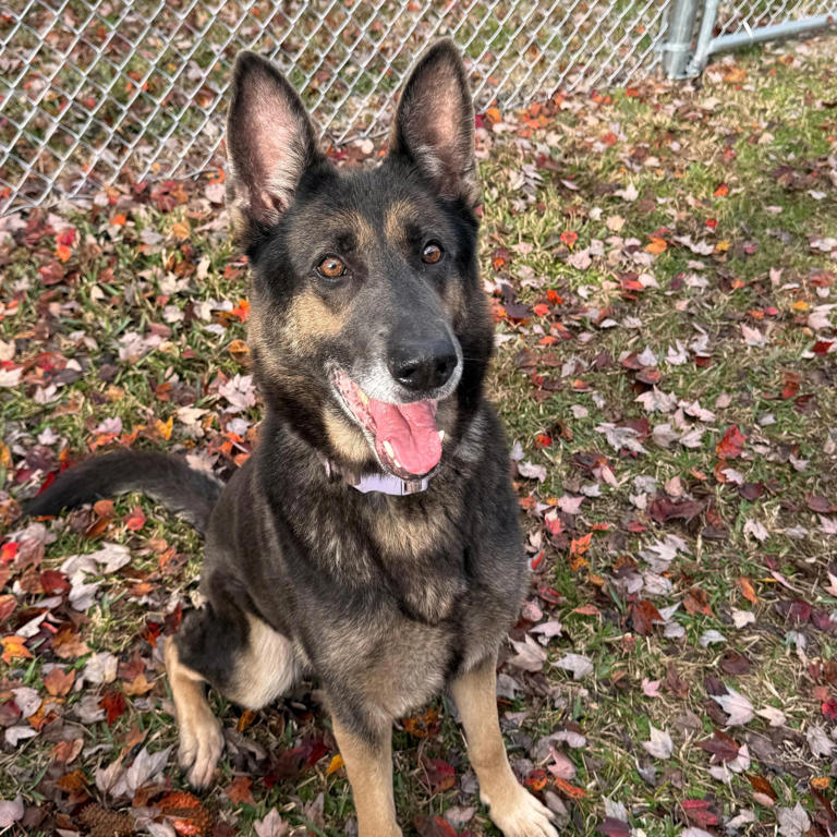 Take your pick from these dogs and cats yearning for a home