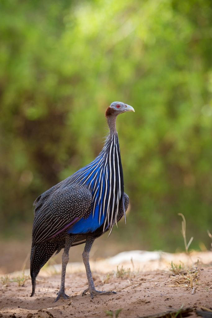 The science behind the vulturine guinea fowl’s striking feathers