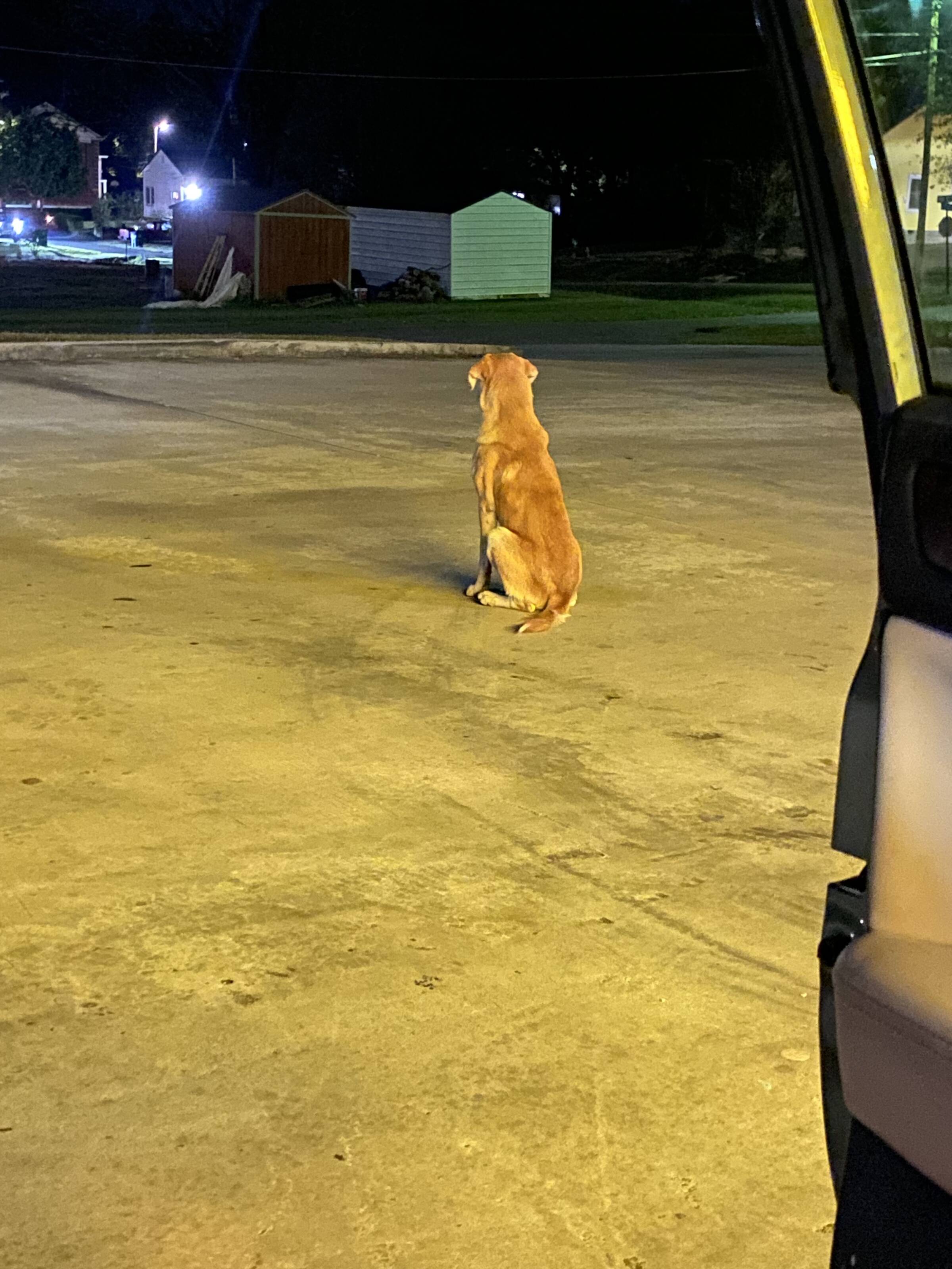 Dog dumped outside Dollar Tree wouldn’t stop waiting for his people to ...