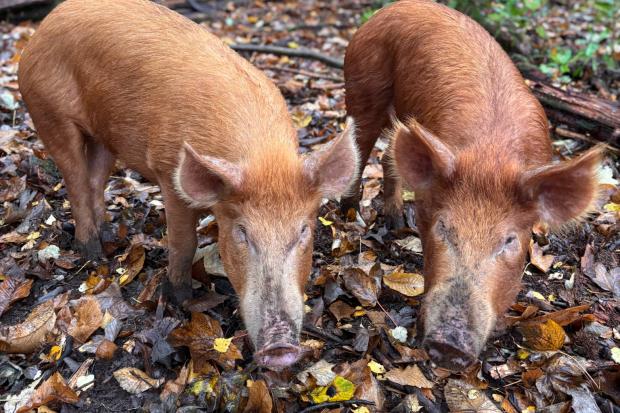 Hampshire Fare column: Make new year choices close to home