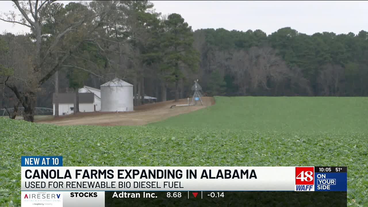 Alabama farmers turn to canola as winter crop alternative, boosting ...