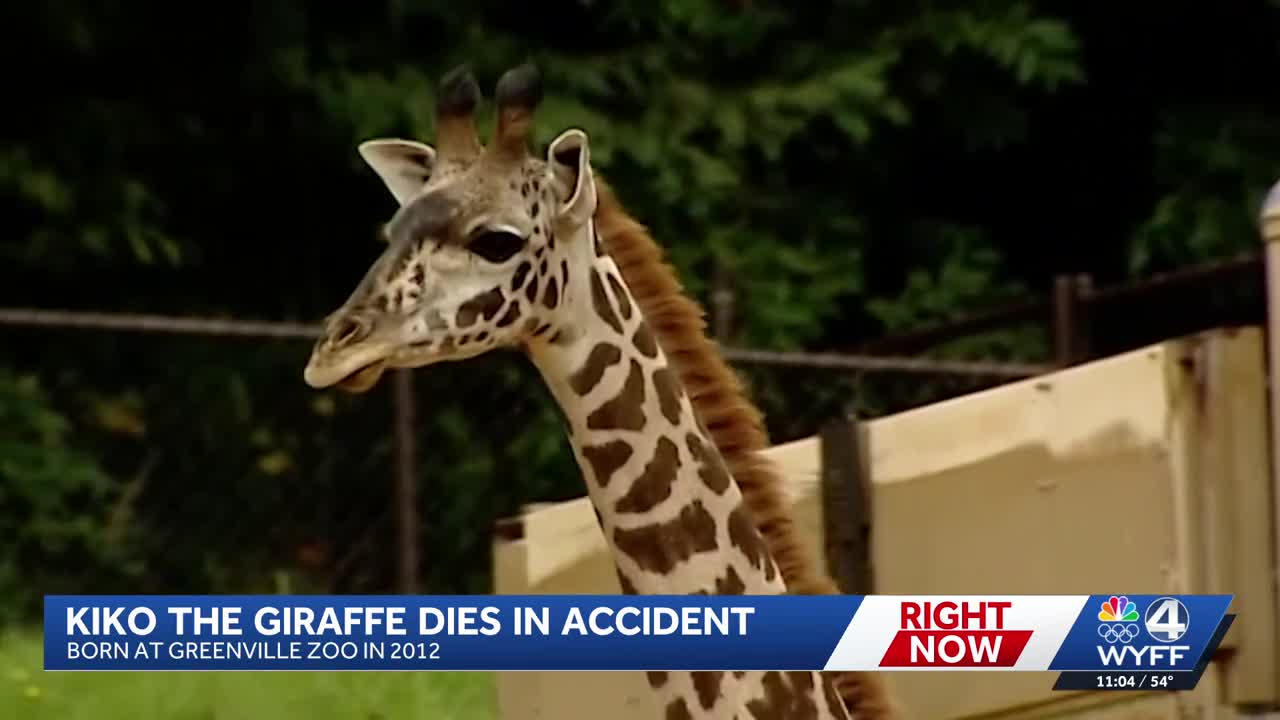 Beloved giraffe born at the Greenville Zoo dies in tragic accident