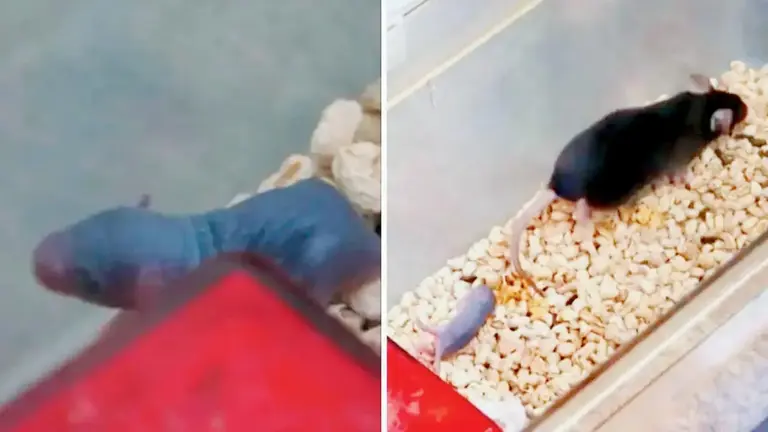 Female mouse gives birth to nine healthy pups after China space mission