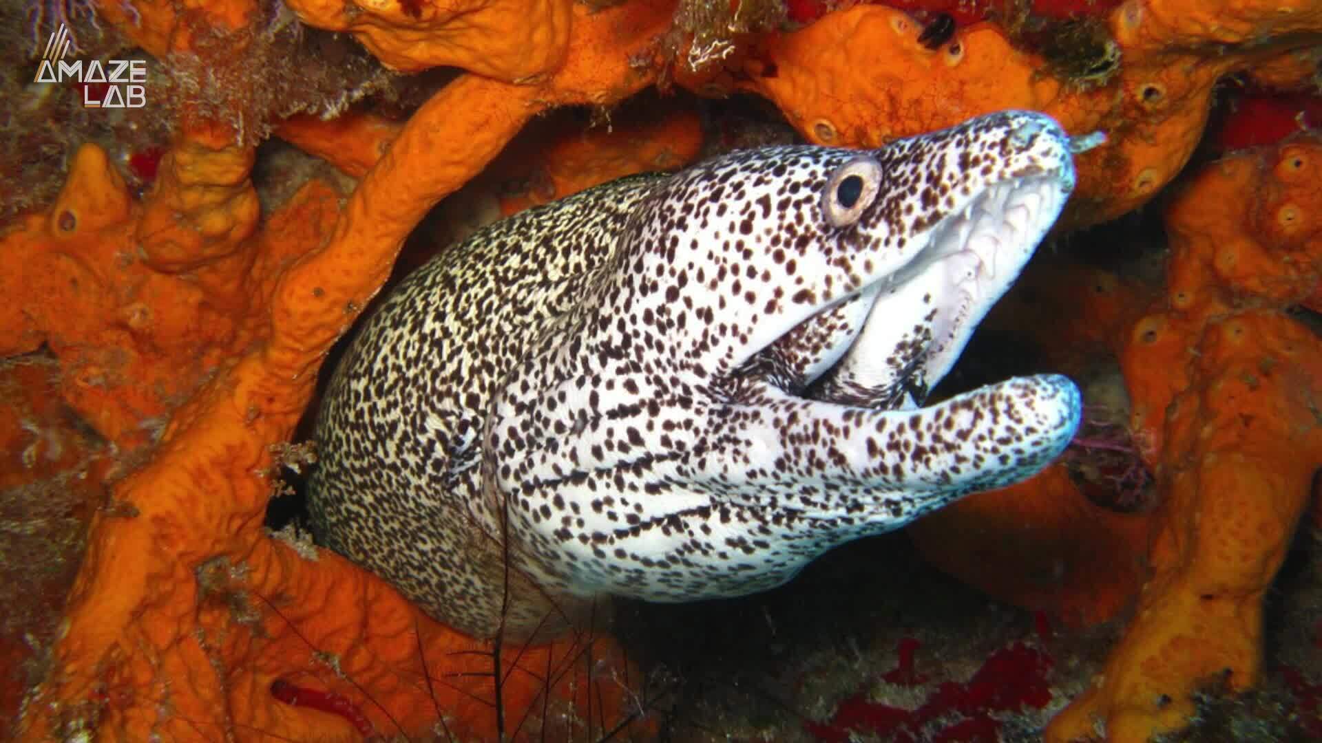 X-ray footage captures a baby eel escaping a fish’s stomach through its ...