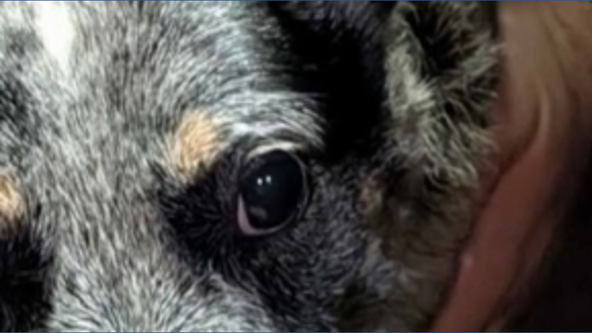 Faithful cattle dog saves owner after walk turns dangerous