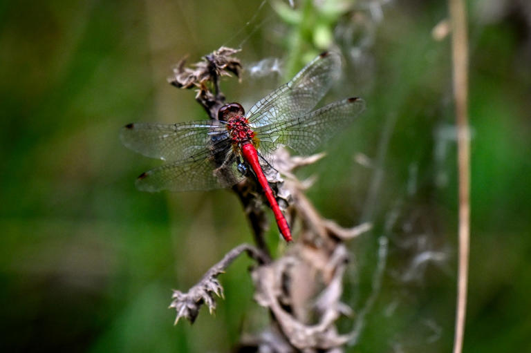 LSJ photographer shares top 5 Lansing area parks he visited in 2025