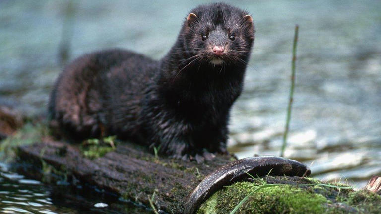 'Explosion' of water vole numbers across the East