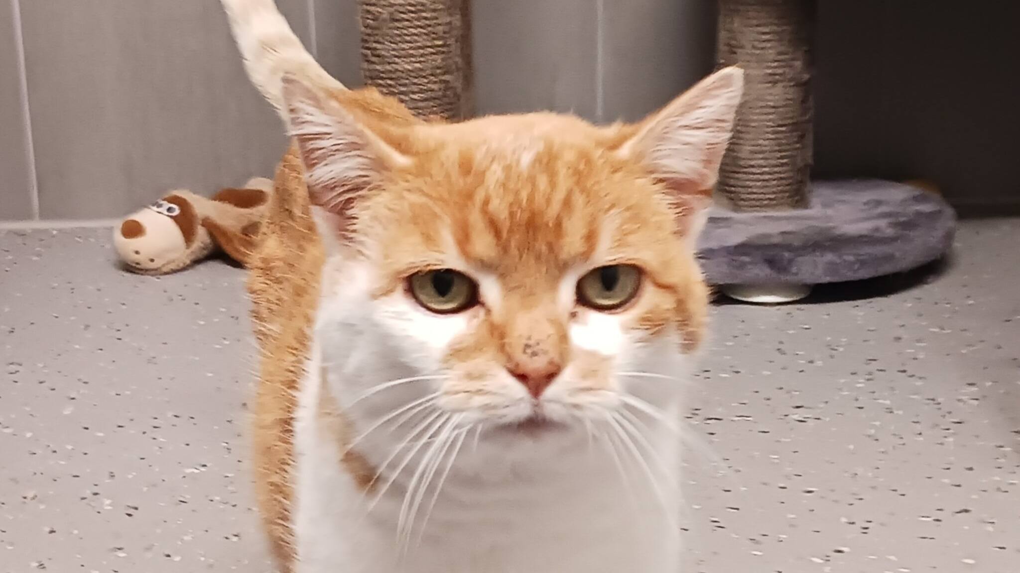 Heimtier der Woche: Kater Franko sucht ein neues Zuhause
