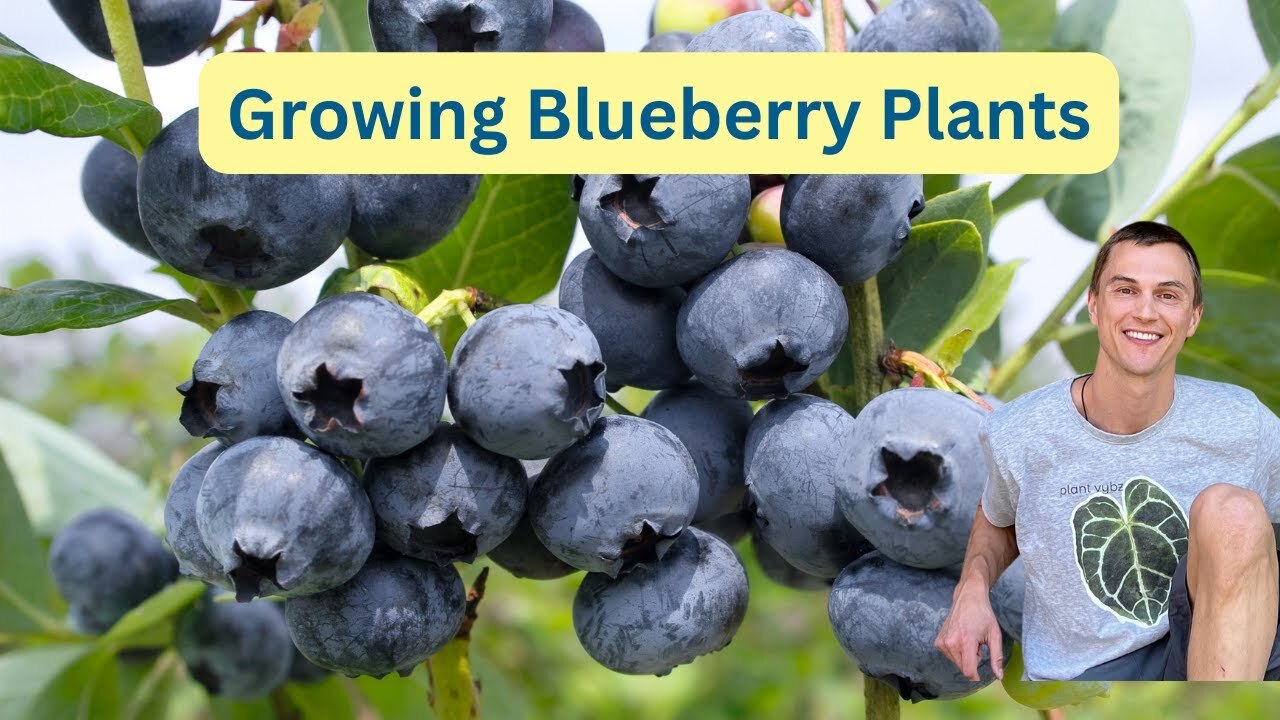 Growing blueberry plants - tips for max yield - how to acidify soil ...