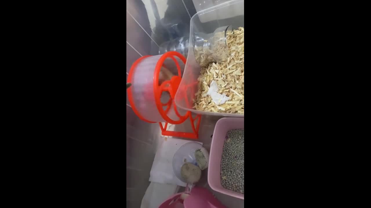 Hamster struggles on a small spinning wheel in Jakarta, Indonesia