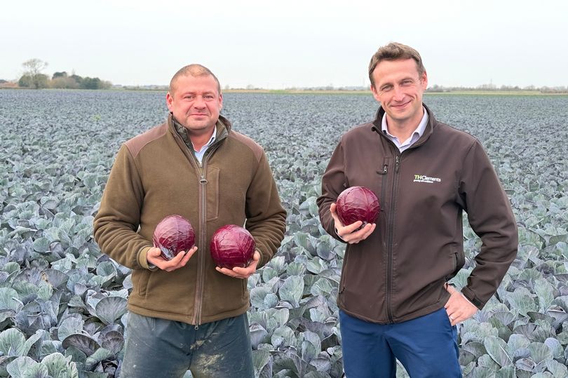 Lincolnshire farm says red cabbage is 'vegetable of the moment' as ...