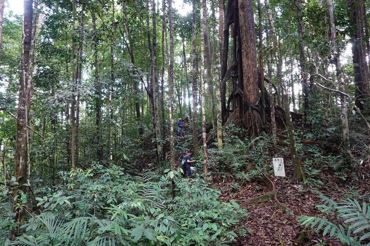 8 spesies flora baru 2025, ditemukan di Indonesia!