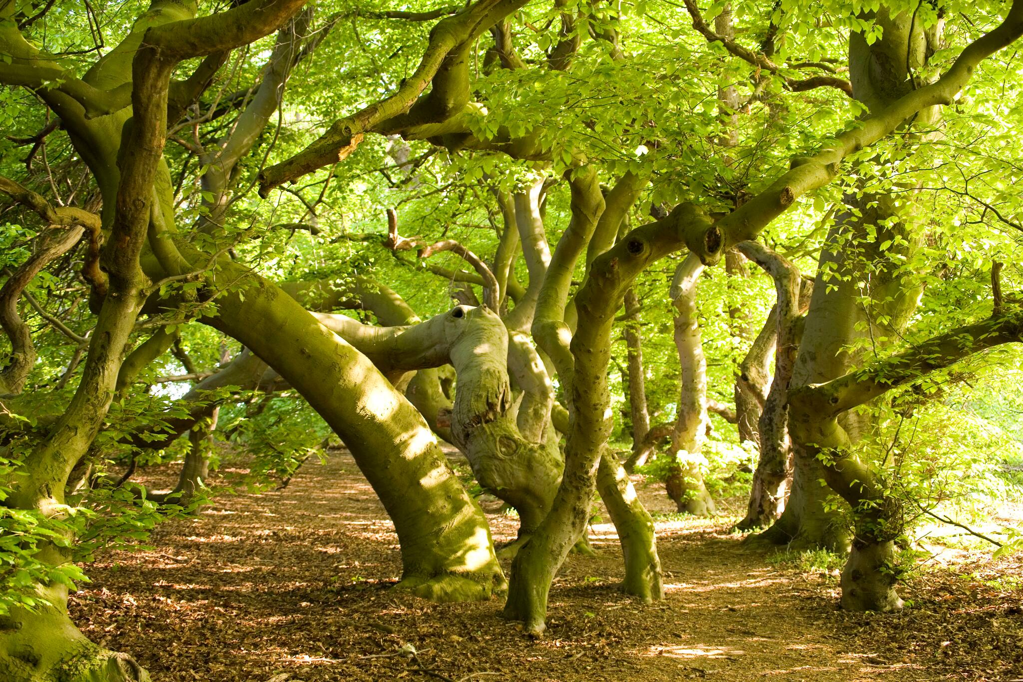 Geheimnisvolles Ausflugsziel: In Niedersachsen gibt es eine Hexenbaum-Allee