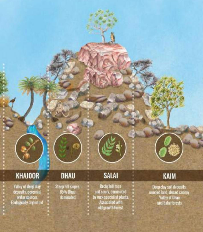 How Did the Aravalli Hills Form and Why Do They Look the Way They Do?