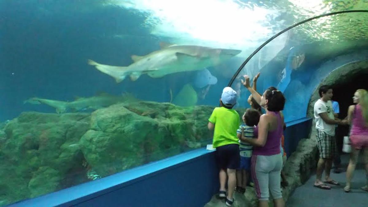 El acuario más moderno de Andalucía que, sin embargo, sufría pérdidas ...