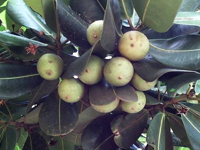 8 spesies flora baru 2025, ditemukan di Indonesia!