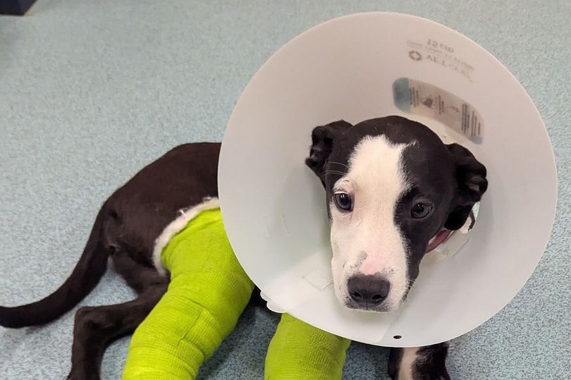 Puppy left in agony with broken legs gets life-changing surgery to walk ...