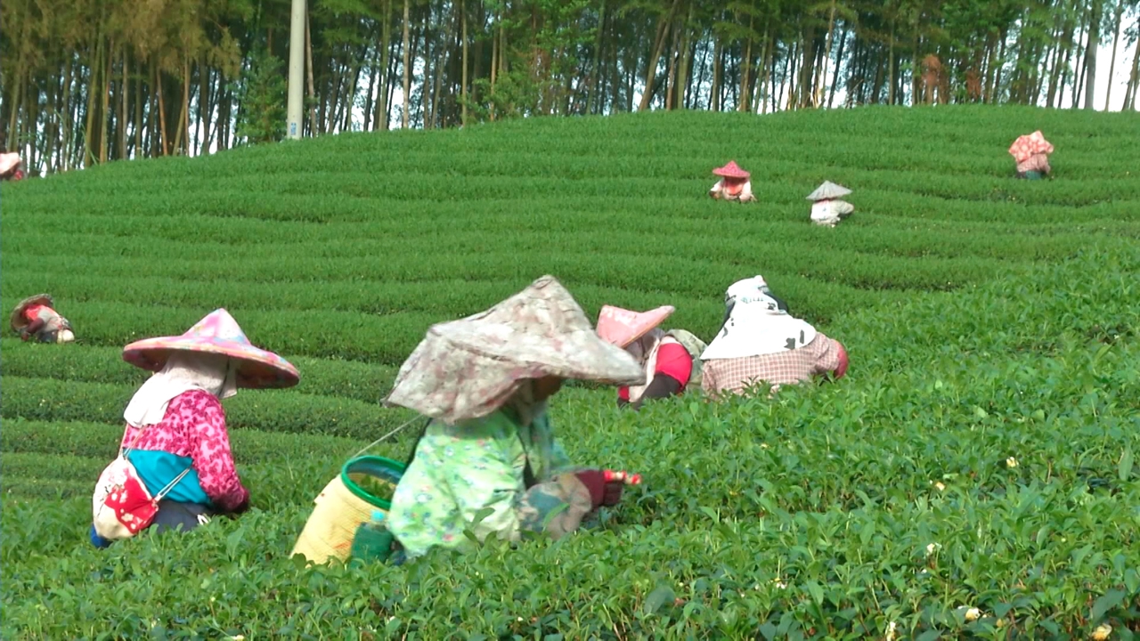 Tours, trail keep Hakka tea trade alive