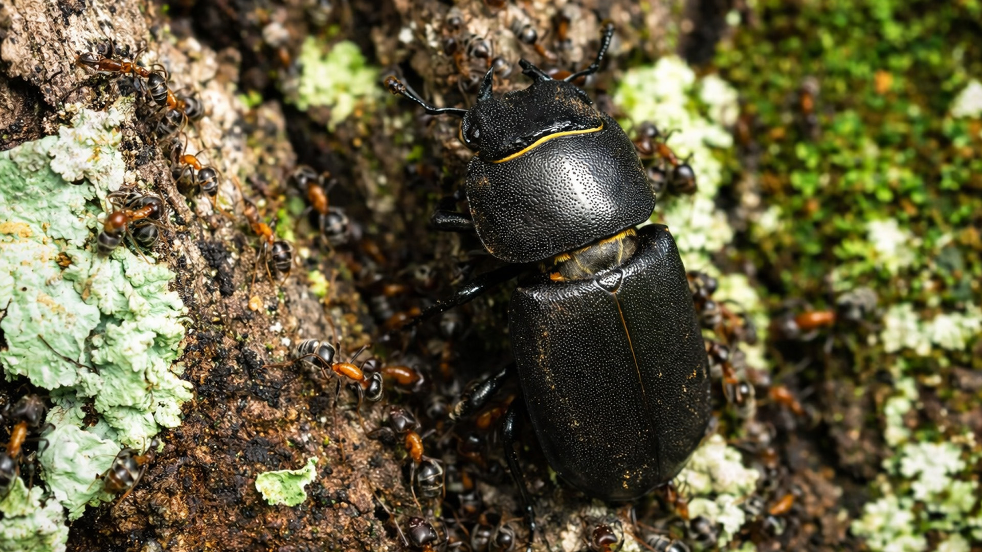 Beetle and ants, a moment on the forest floor
