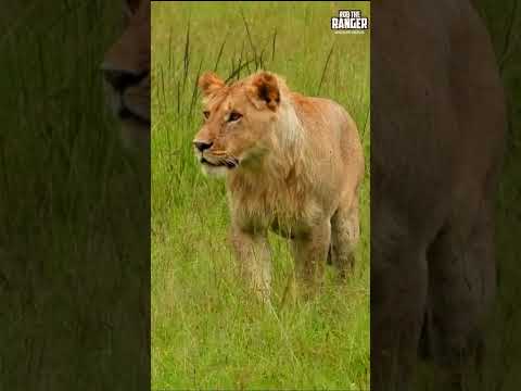 Lions chase hyenas in dramatic Mara confrontation
