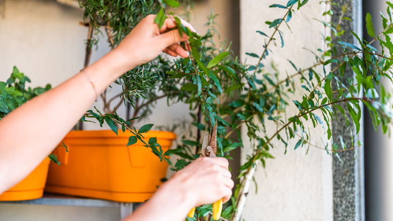 How to prune a young pomegranate tree to keep it strong and healthy for ...