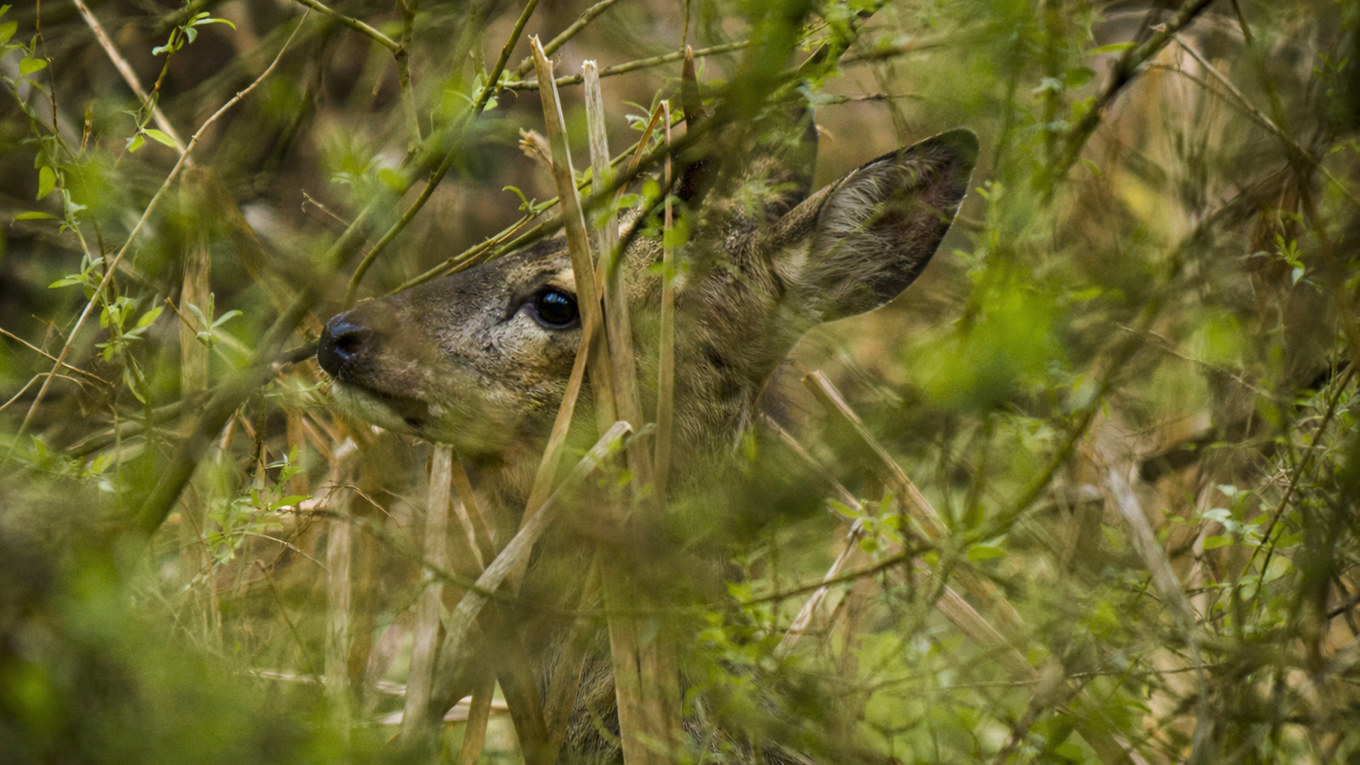 Hidden among the thickets