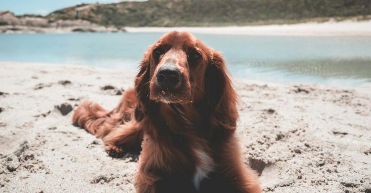 These dogs have "Old Europe" vibes – 10 breeds with classic regional roots