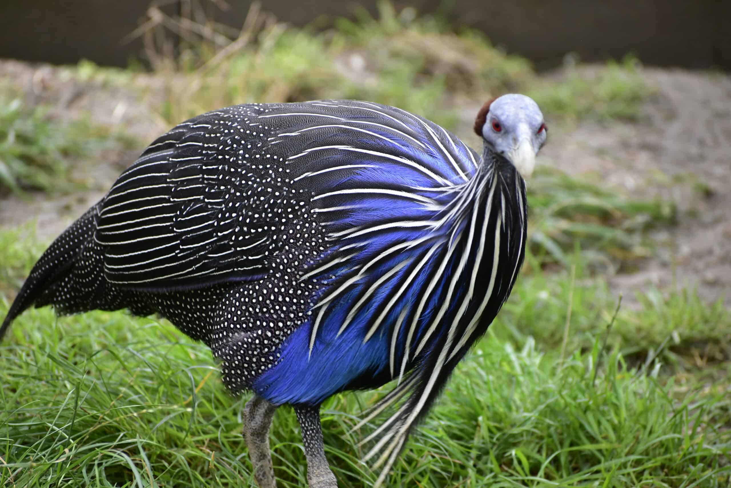 The science behind the vulturine guinea fowl’s striking feathers