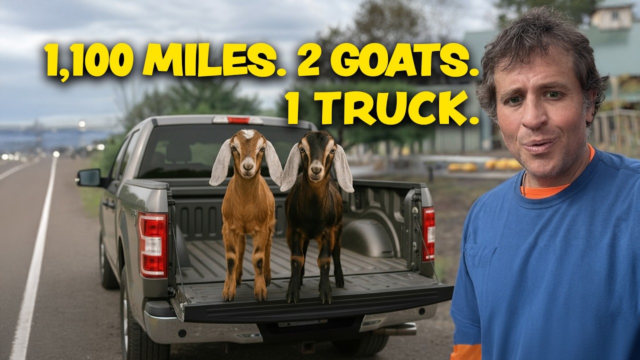 My 1,100-mile adventure driving two goats in a pickup
