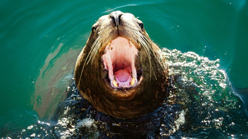 Two injured after seal bite during New Year’s celebrations at ...