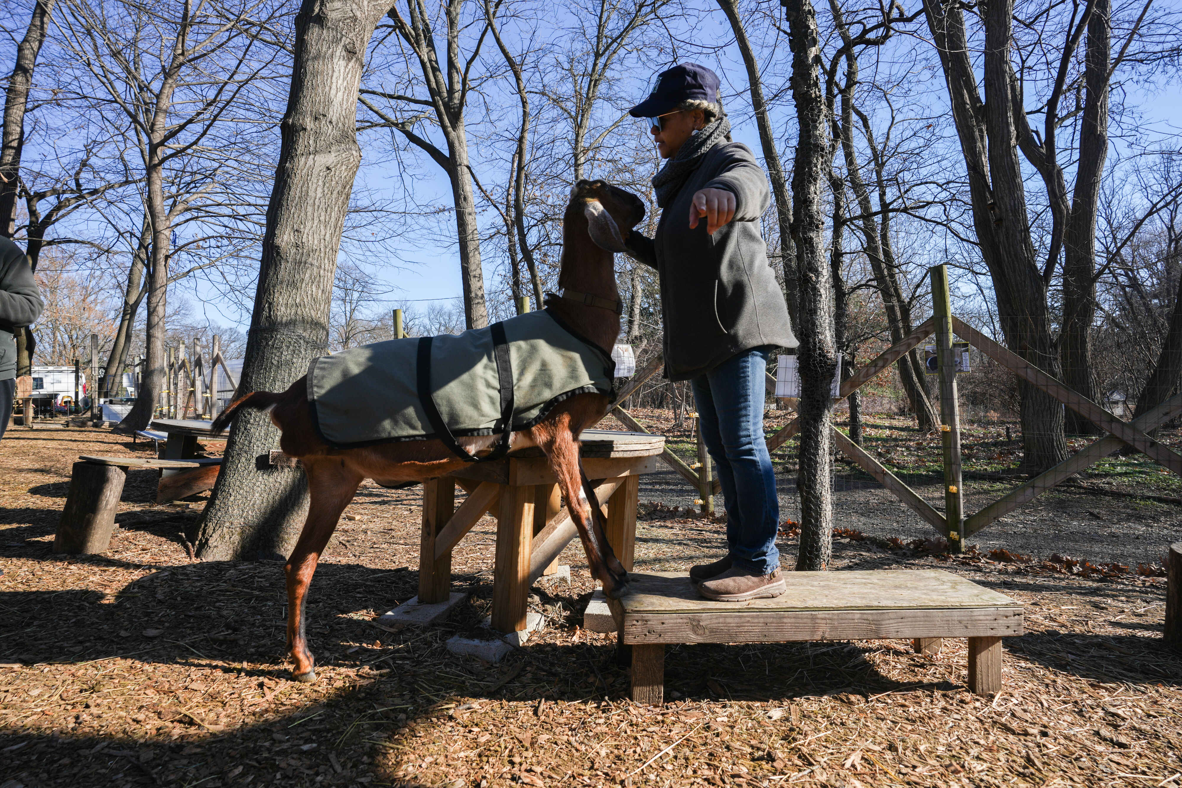 How a 3-legged goat is learning to use a wheelchair