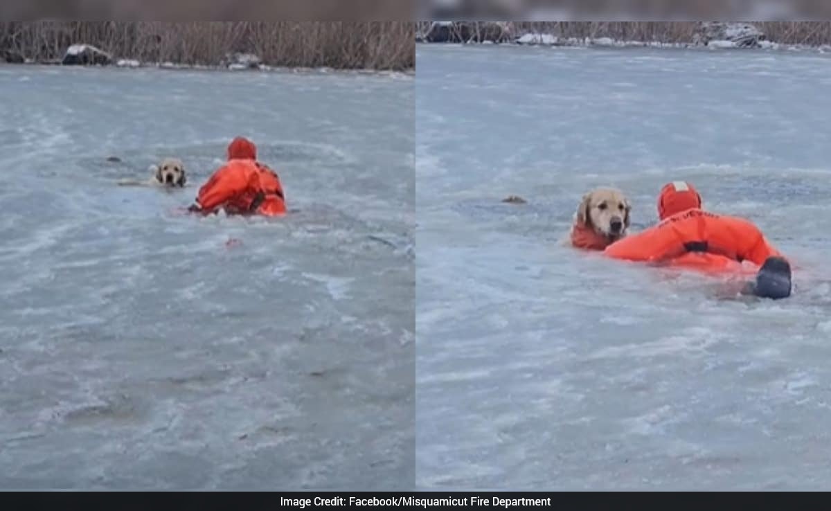 Watch: Brave firefighter rescues dog from icy pond in Rhode Island