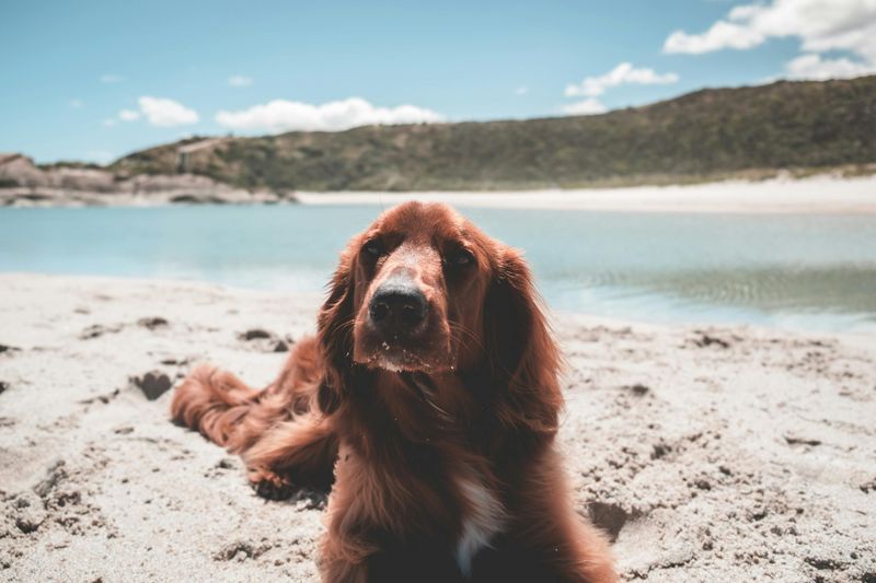 These dogs have "Old Europe" vibes – 10 breeds with classic regional roots