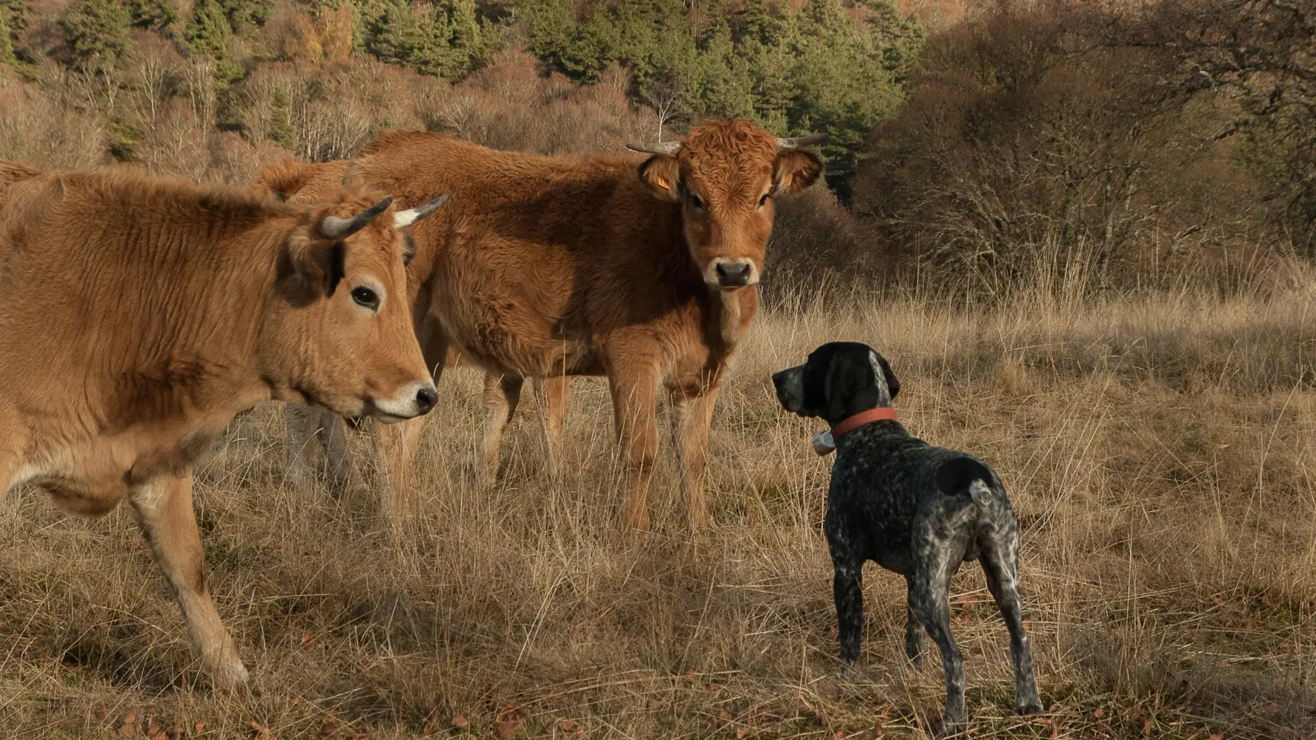 Reino Unido endurece la ley por ataques de perros al ganado para atajar ...
