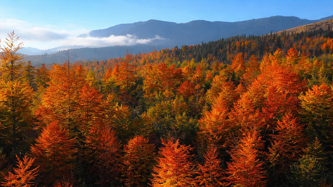 Vibrant fall forest at the mountain base