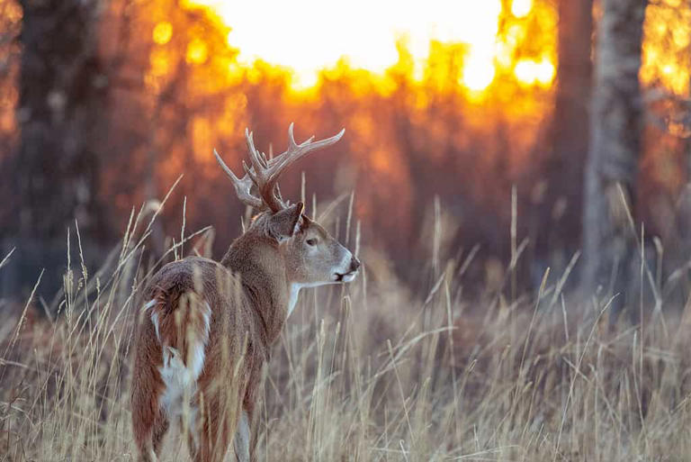 Why no animal represents Arkansas better than the white-tailed deer