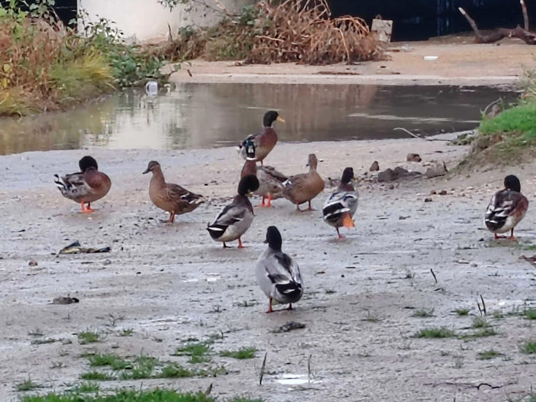 Polemica sul torrente Albula a San Benedetto, 'chi tutela il turismo?'