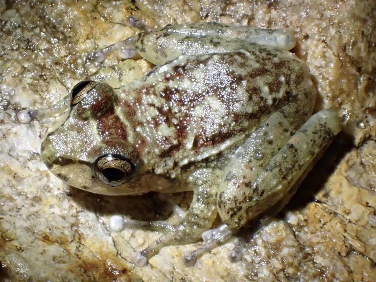 Backpack frog battles: How evolution turned motherhood into armor