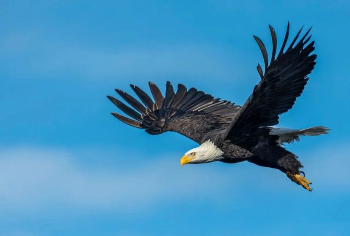 15 intriguing facts about the bald eagle