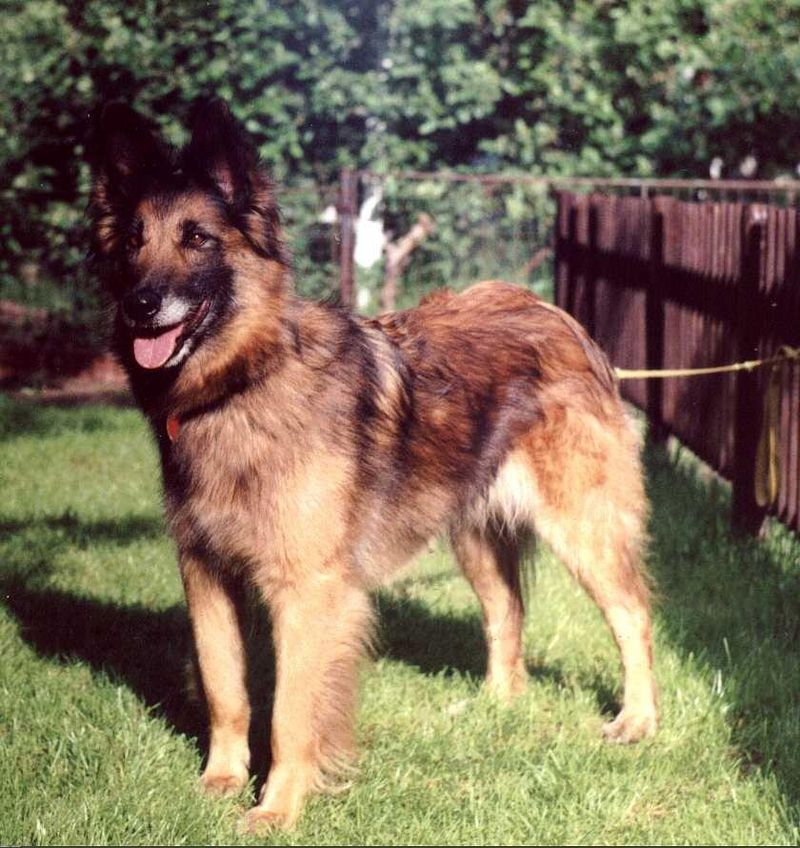 Owners are building "decompression zones" – 10 breeds that benefit most ...