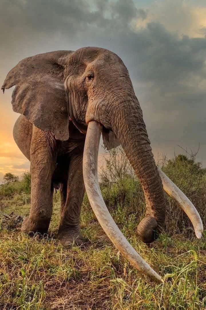Kenya mourns legendary 'super tusker' elephant Craig after death