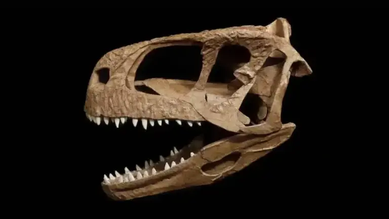 80-million-year-old dinosaur dug up in Argentina has an intact skull ...