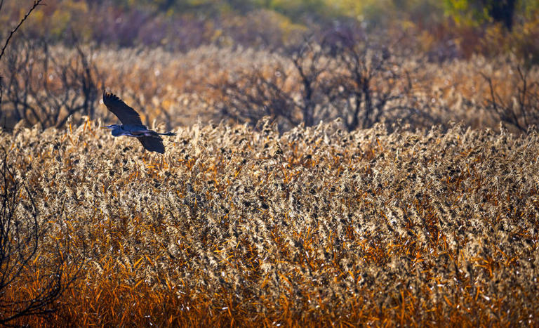 Climate change gives Las Vegas bird count new meaning