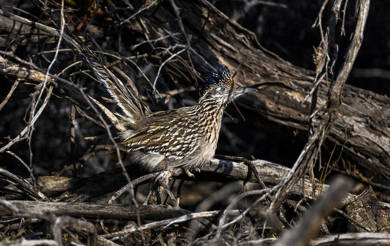 Climate change gives Las Vegas bird count new meaning
