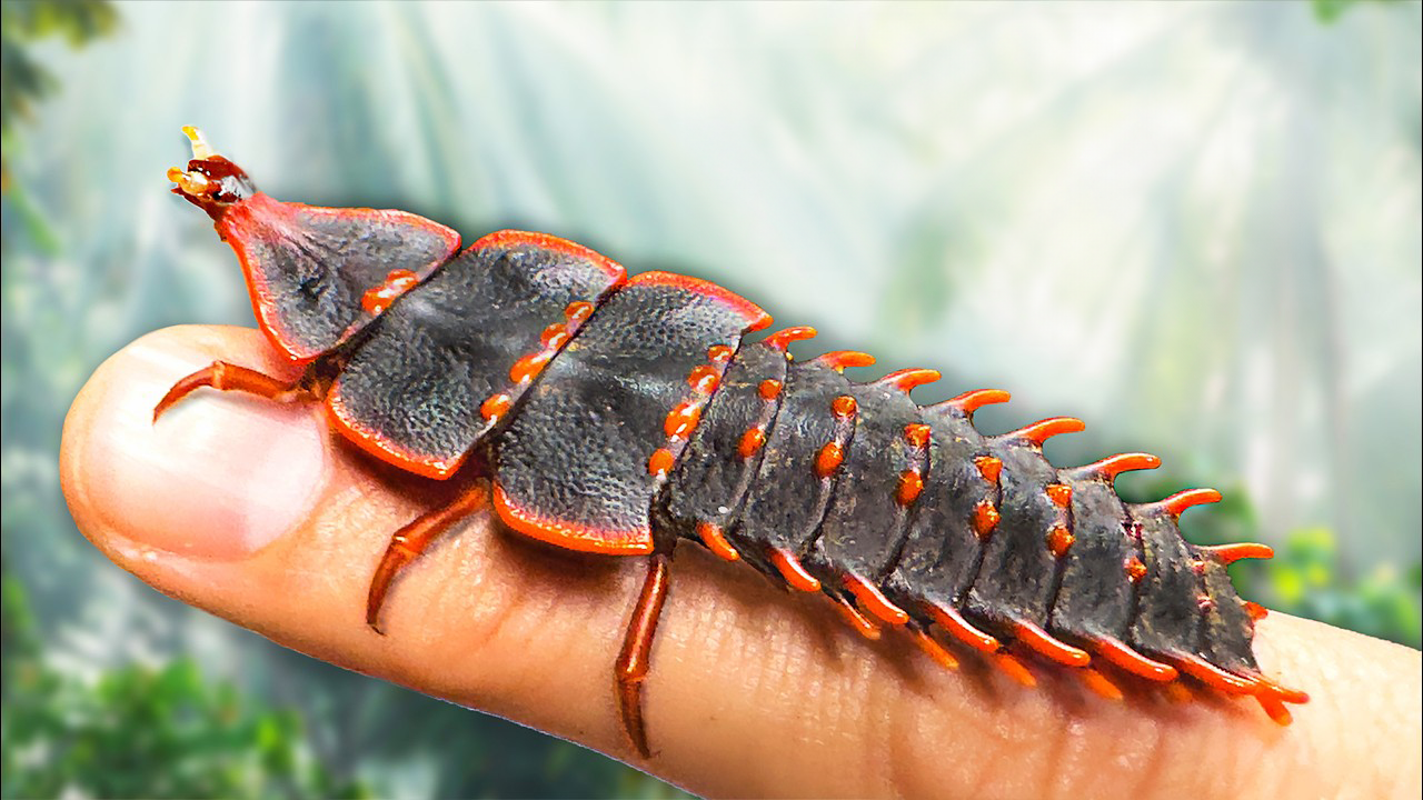 A prehistoric creature found alive